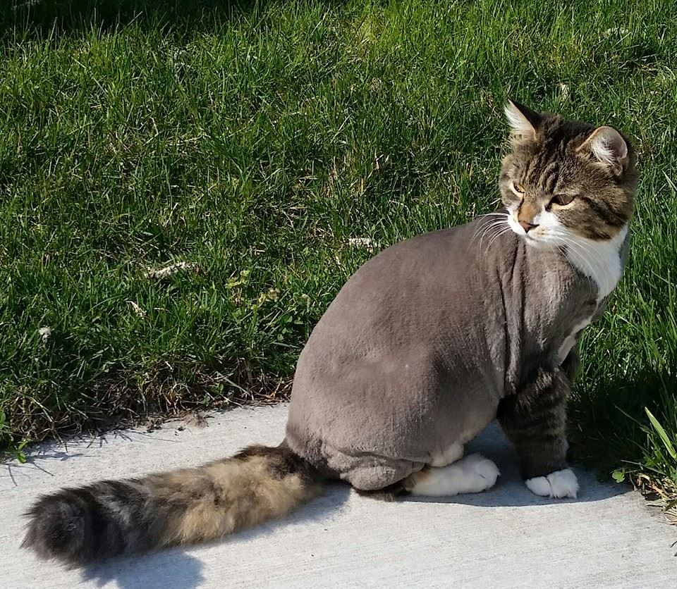 Top Strange And Unique Cat Haircuts Cats In Care Top Strange And Unique Cat Haircuts Cats In Care